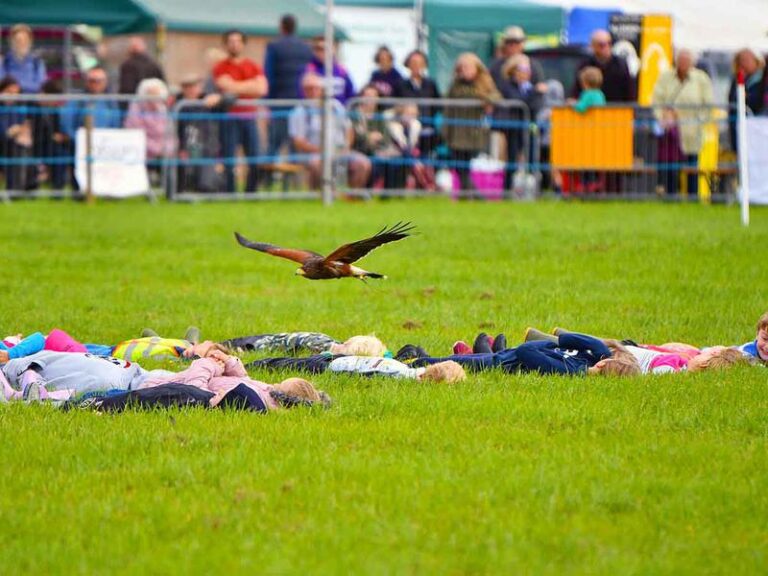 What’s On – Frome Agricultural and Cheese Show